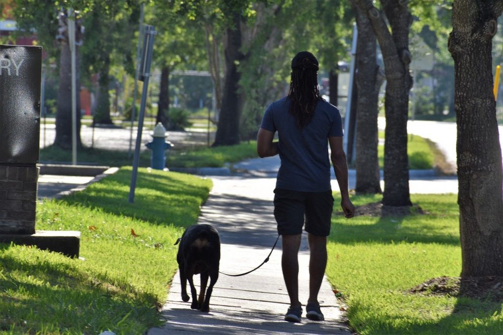 How Long Should I Walk My German Shepherd The Good German Shepherd