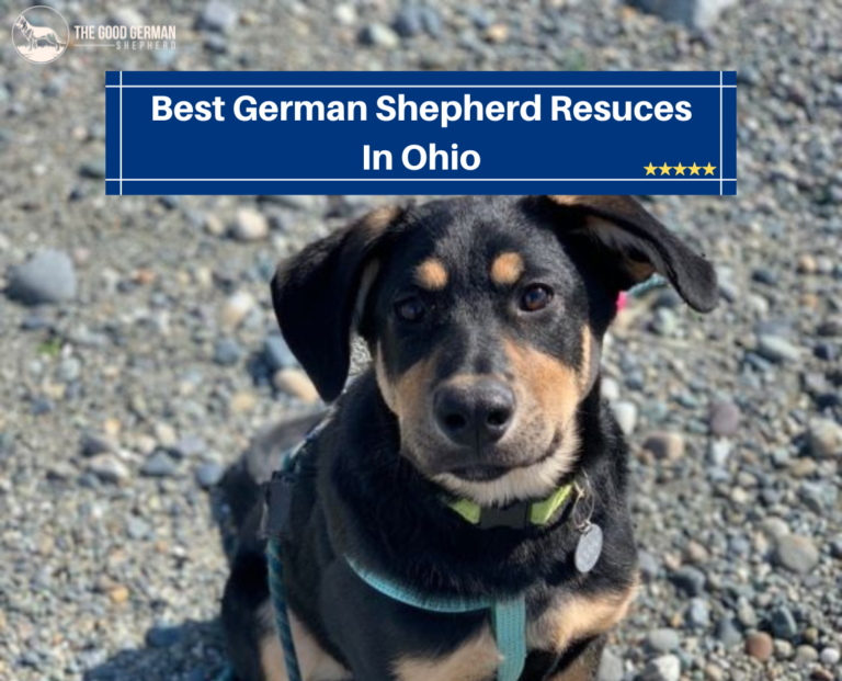 5 Best German Shepherd Rescues in Ohio (2023) - The Good German Shepherd