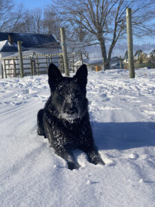 8 Best German Shepherd Breeders in Indiana (2023!) - The Good German ...