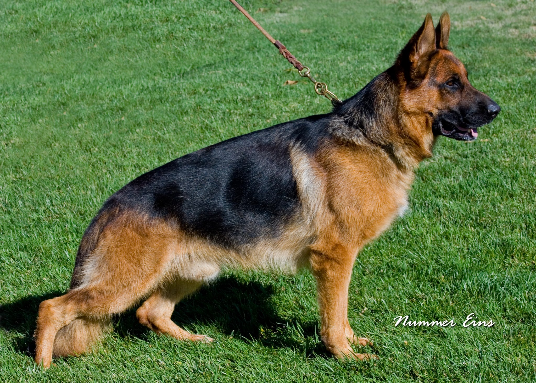 4 Best German Shepherd Breeders in Los Angeles (2023) - The Good German ...