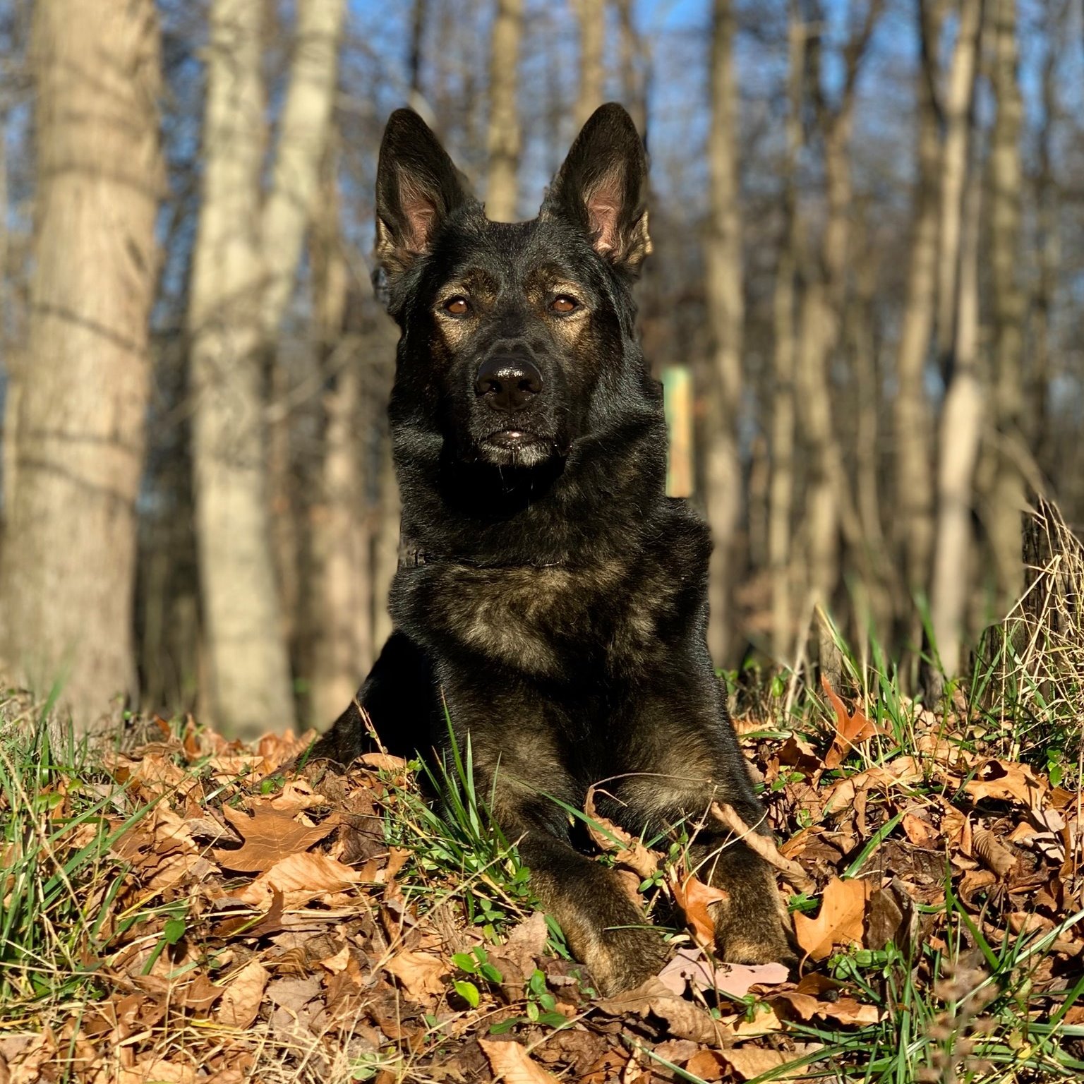 9 Best DDR German Shepherd Breeders in the United States! (2023) - The ...