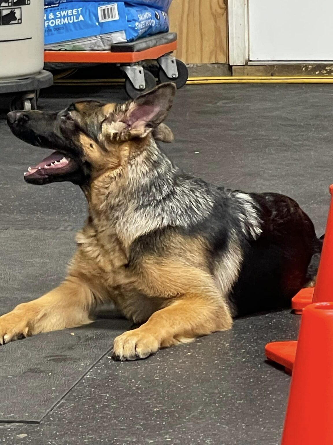 9 Best DDR German Shepherd Breeders in the United States! (2023) - The ...