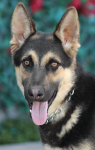 7 Best German Shepherd Rescues in Connecticut! (2023) - The Good German ...