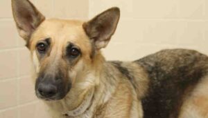 8 Best German Shepherd Rescues in Arizona (AZ) - The Good German Shepherd