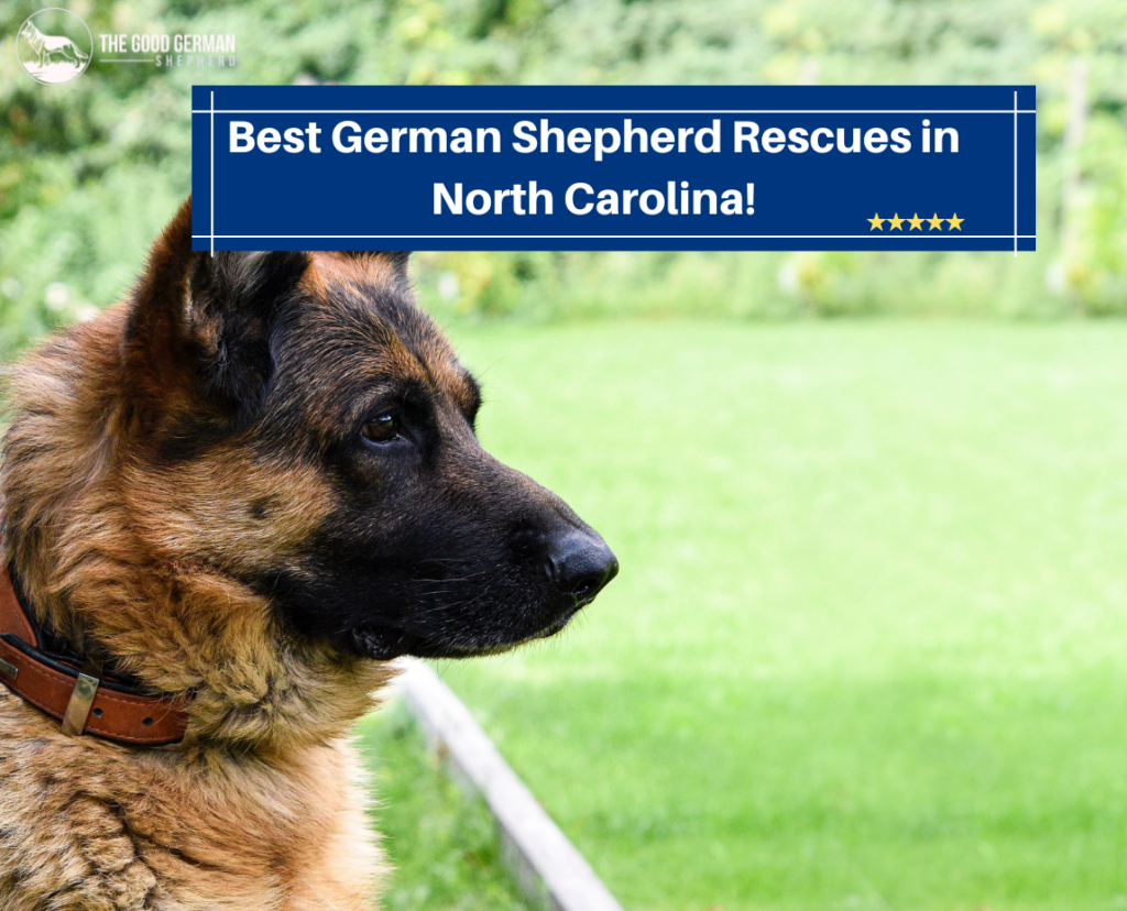 6 Best German Shepherd Rescue North Carolina! (2023) - The Good German ...