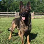 10 Best German Shepherd Breeders in Virginia - The Good German Shepherd
