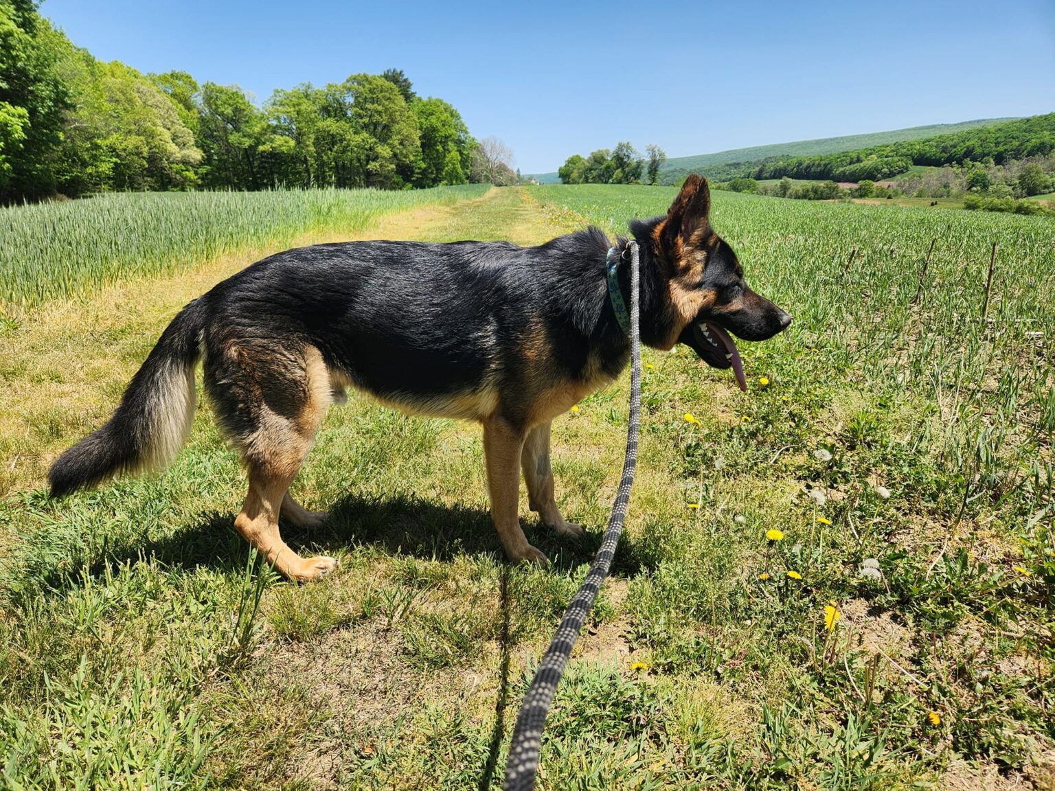 3 Best German Shepherd Rescues in PA! (2023) - The Good German Shepherd