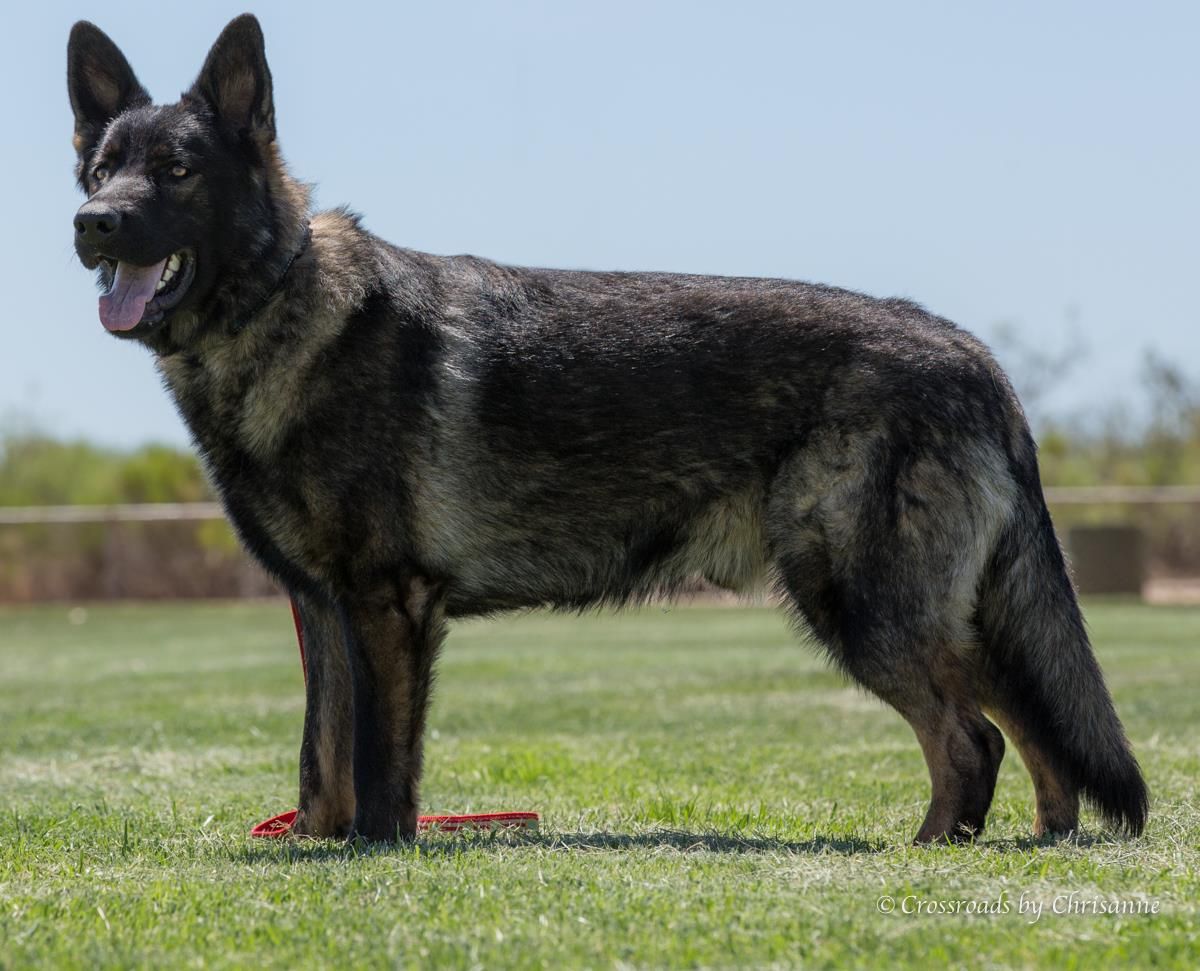 10 Best German Shepherd Breeders in Virginia - The Good German Shepherd