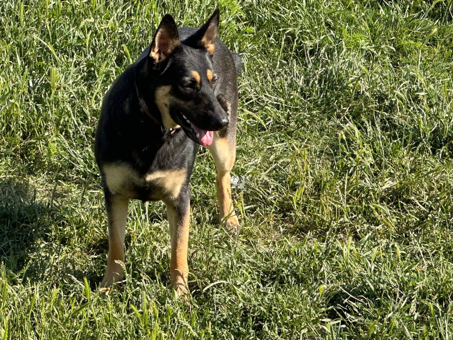 7 Best German Shepherd Rescue in Dallas (2023) - The Good German Shepherd