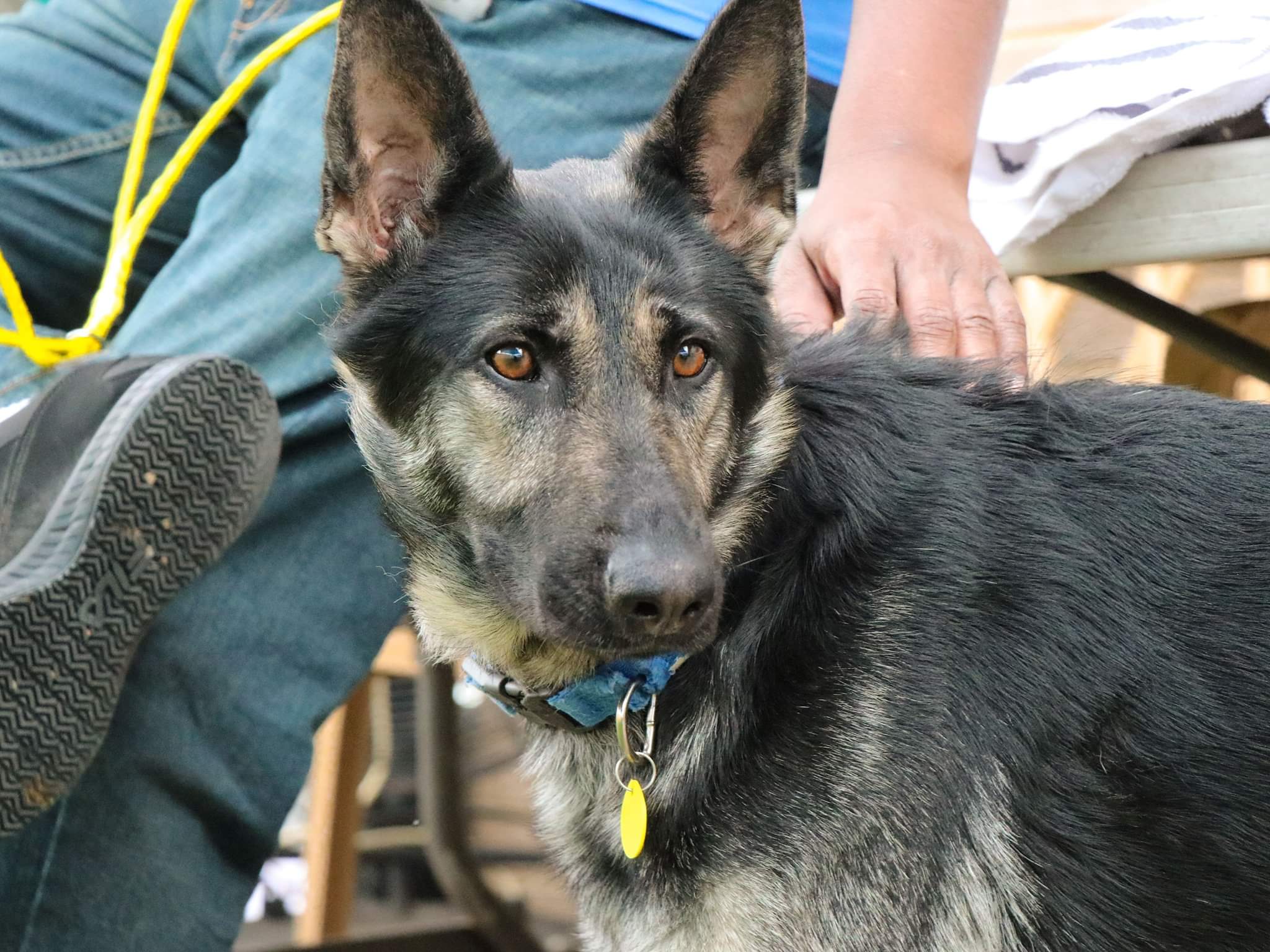 7 Best German Shepherd Rescue in Dallas (2023) - The Good German Shepherd