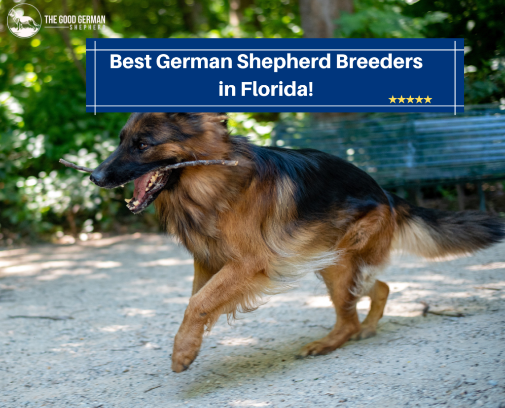 7 Best German Shepherd Breeders in Florida! (2023) - The Good German ...