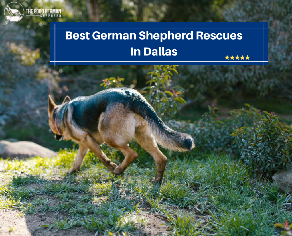 7 Best German Shepherd Rescue in Dallas (2023) - The Good German Shepherd