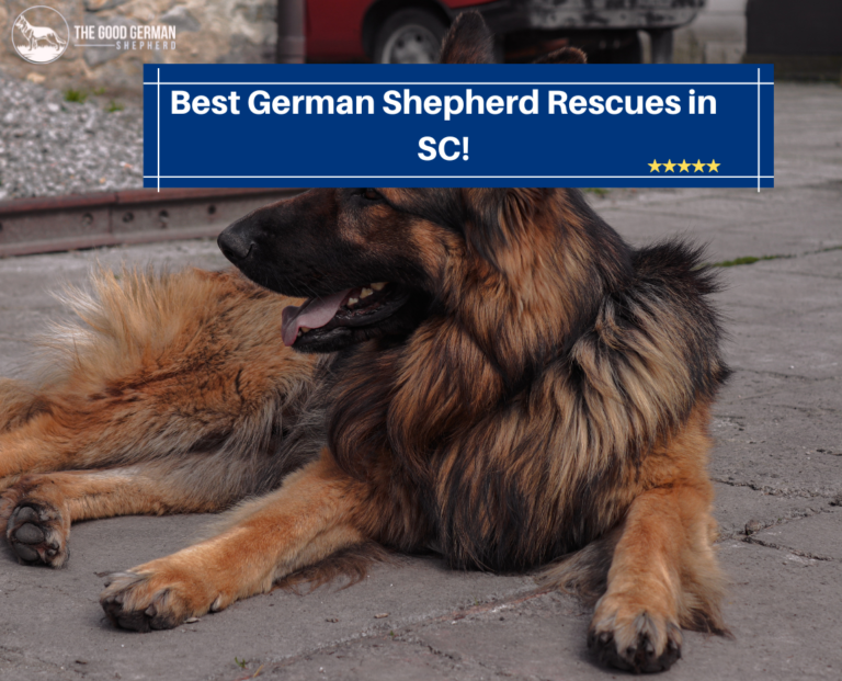 6 Best German Shepherd Rescues in SC (2023) - The Good German Shepherd