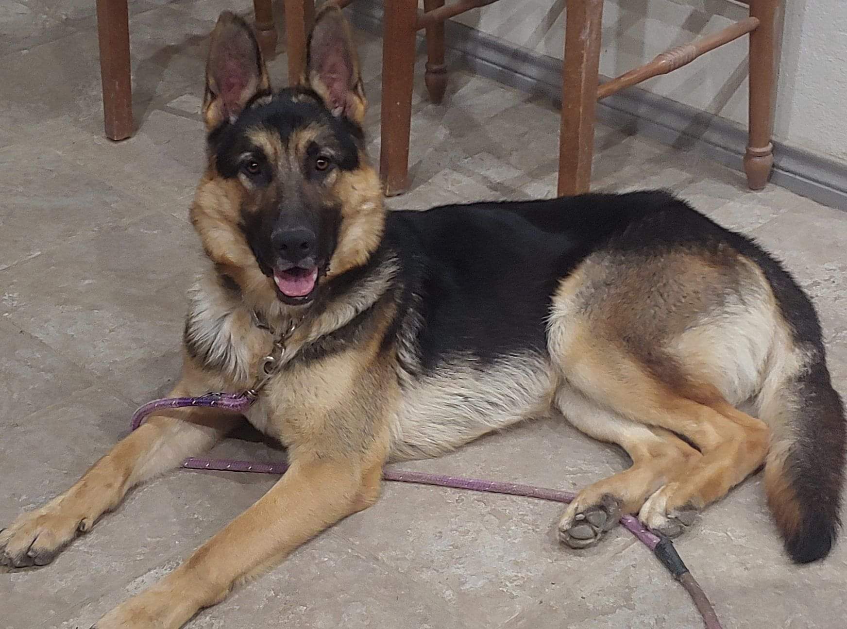 7 Best German Shepherd Rescue in Dallas (2023) - The Good German Shepherd