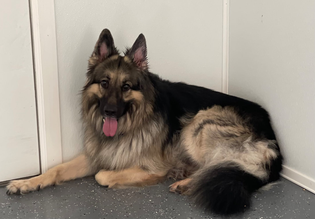 7 Best German Shepherd Breeders in Florida! (2023) - The Good German ...