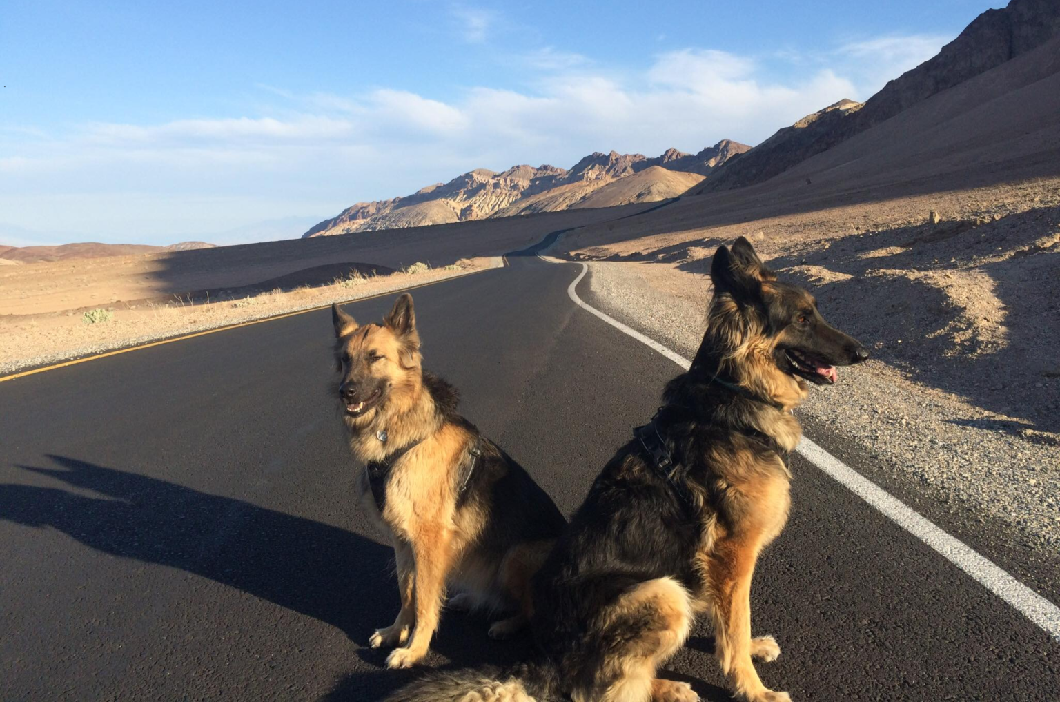 8 Best German Shepherd Rescues in Arizona (AZ) - The Good German Shepherd