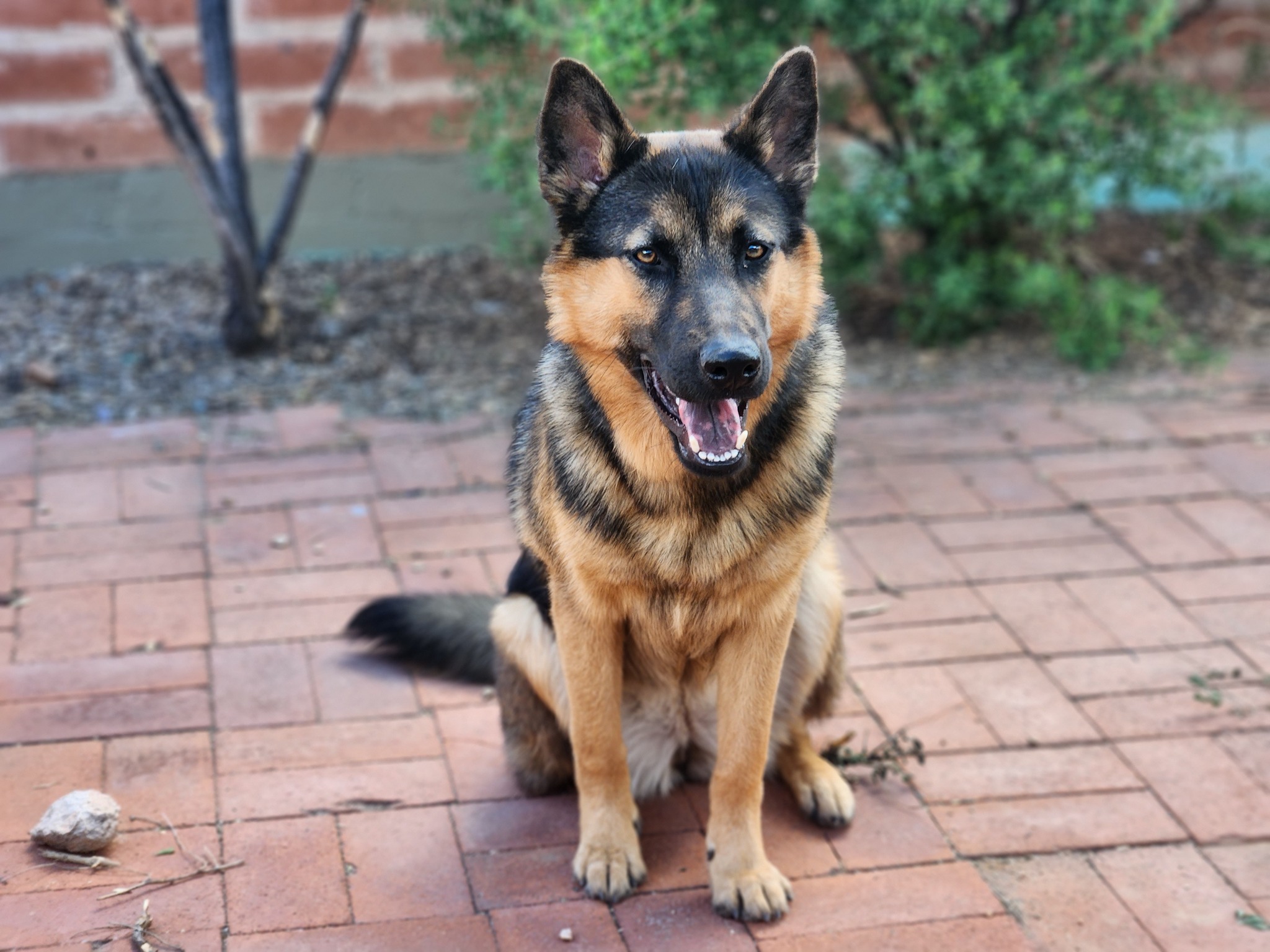 8 Best German Shepherd Rescues in Arizona (AZ) - The Good German Shepherd