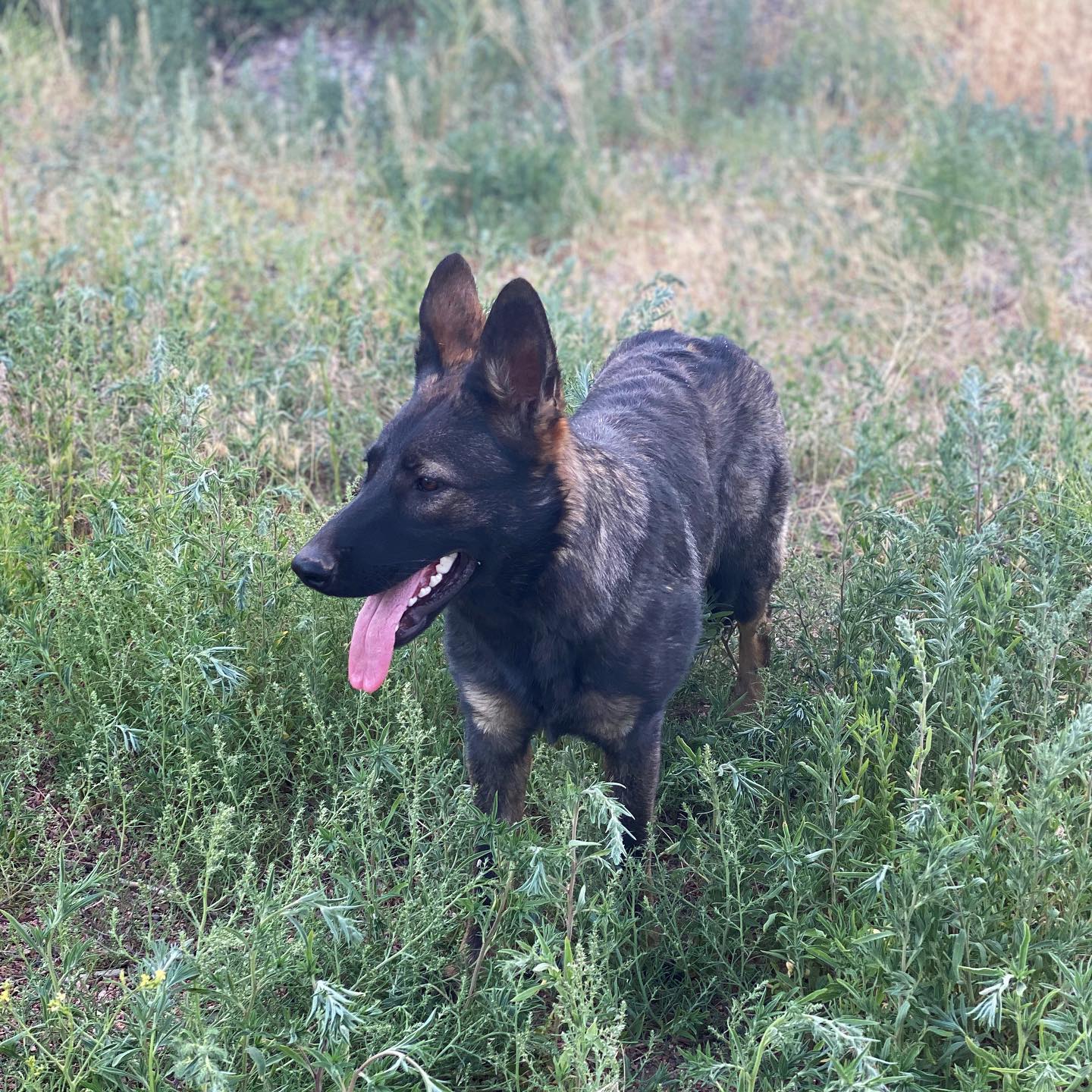 8 Best German Shepherd Breeders in Utah! (2023) - The Good German Shepherd