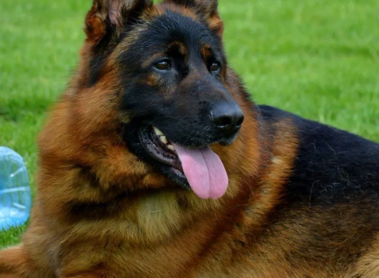 6 Best German Shepherd Breeders in Pennsylvania (2023) - The Good ...