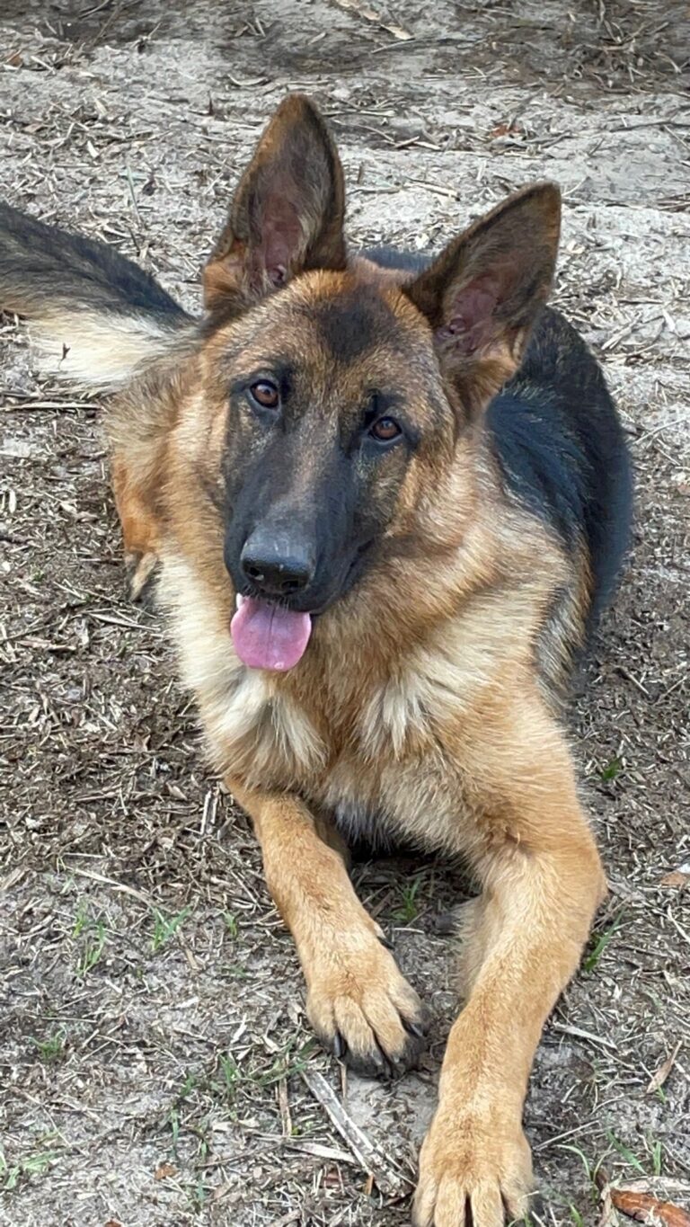 7 Best German Shepherd Breeders in Florida! (2023) - The Good German ...