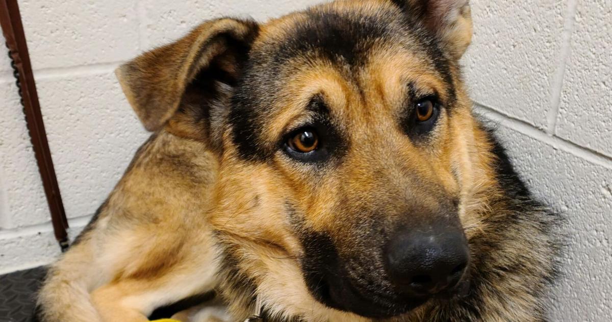 8 Best German Shepherd Rescues in Montana! (2023) - The Good German ...