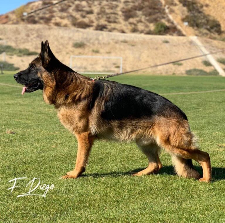 8 Best German Shepherd Breeders in California (2023) - The Good German ...