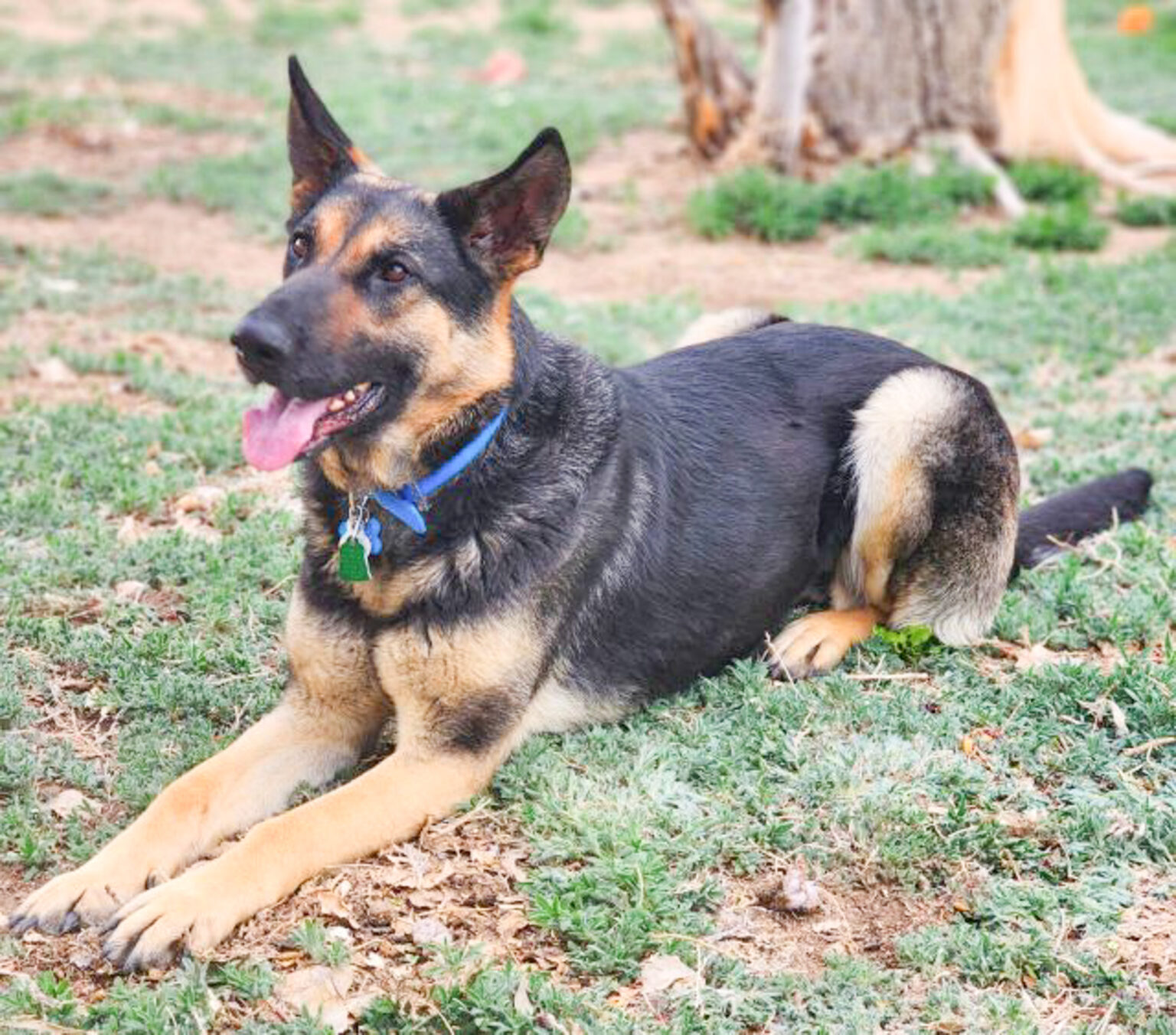 7 Best German Shepherd Rescues in Colorado (2023) - The Good German ...