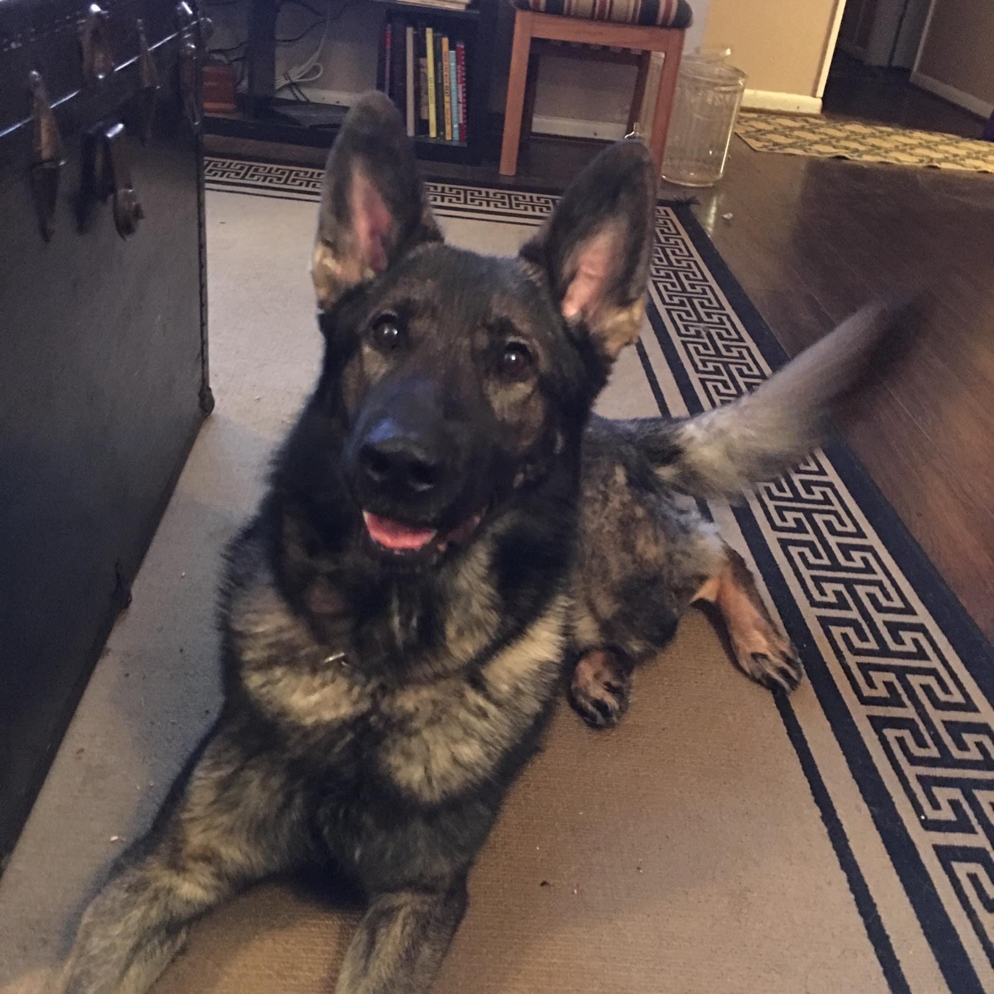 10 Best German Shepherd Rescue in Maryland! (2023) - The Good German ...