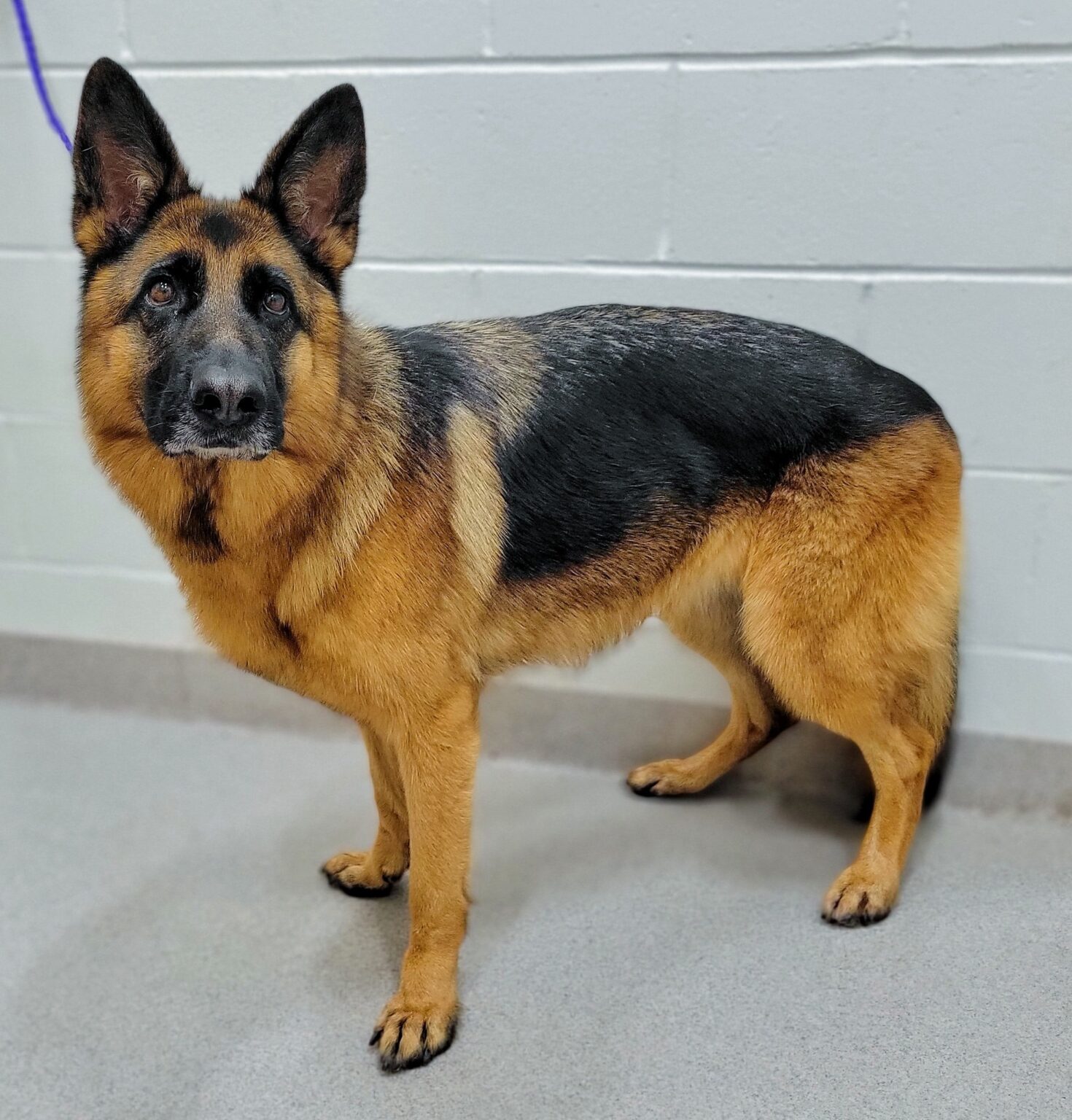 11 Best German Shepherd Rescues In New York! (2023) - The Good German ...