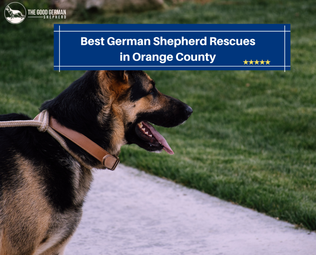 6 Best German Shepherd Rescues in Orange County (2023) - The Good ...