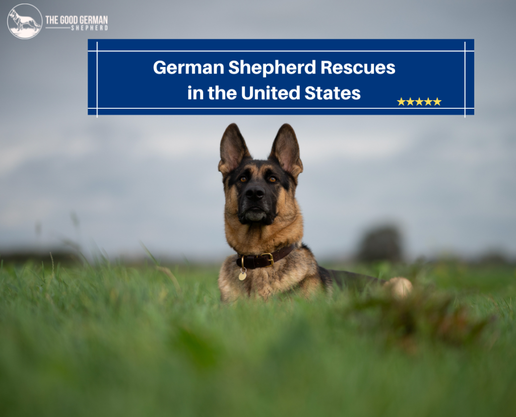 10 Best German Shepherd Rescues in the United States - The Good German ...