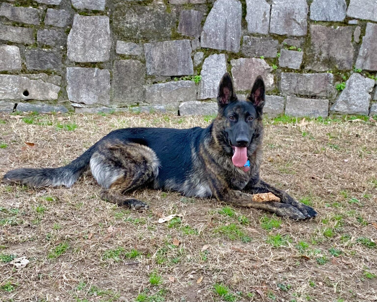 Rare German Shepherd Colors & Markings: The Comprehensive List - The ...