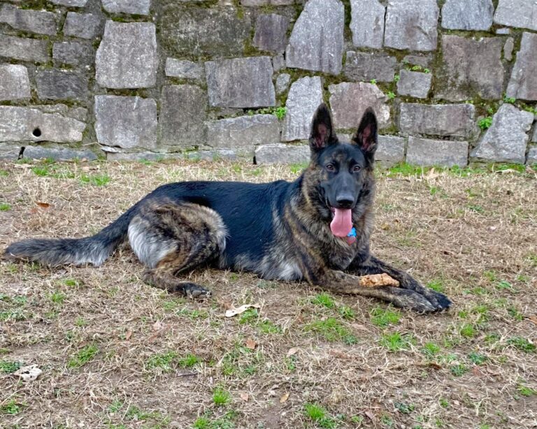 Rare German Shepherd Colors & Markings: The Comprehensive List - The ...