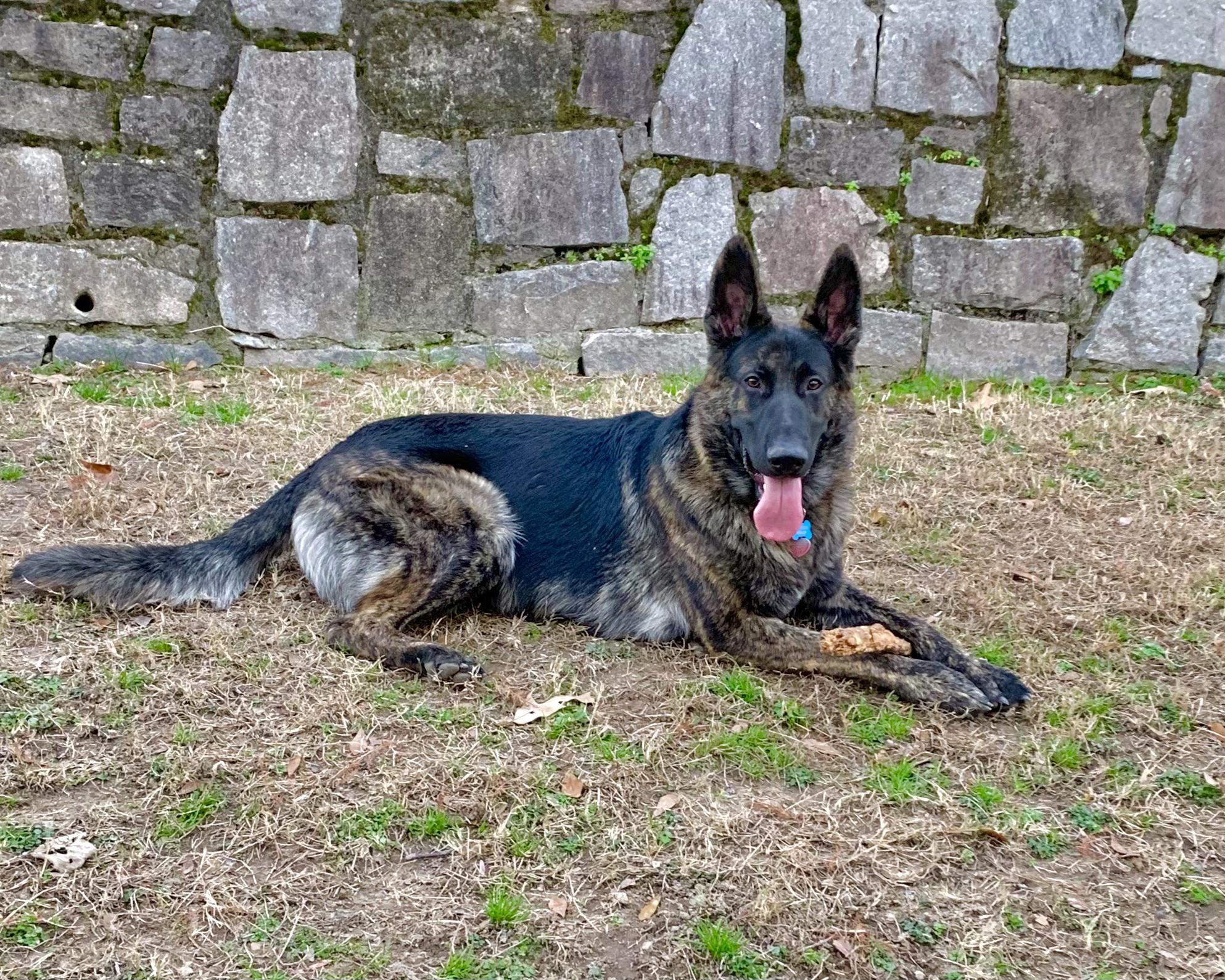 Rare German Shepherd Colors & Markings: The Comprehensive List - The ...
