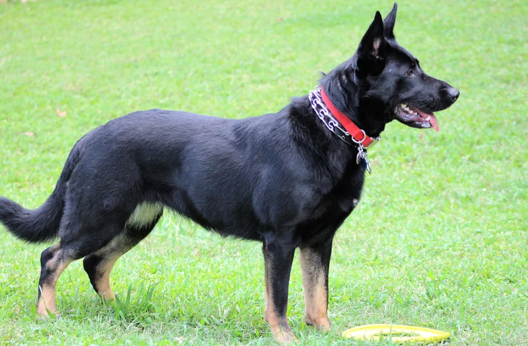 9 Best German Shepherd Breeders in NC (2023) - The Good German Shepherd