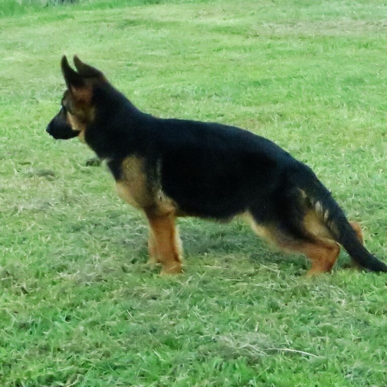 9 Best German Shepherd Breeders in NC (2023) - The Good German Shepherd