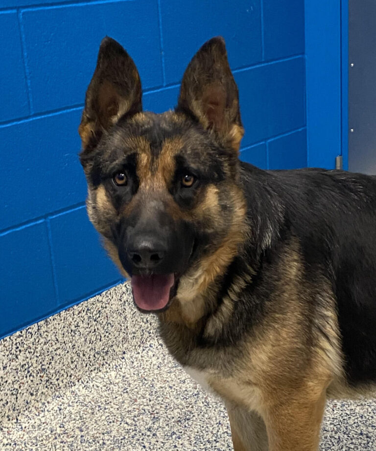 7 Best German Shepherd Rescues in Colorado (2023) - The Good German ...