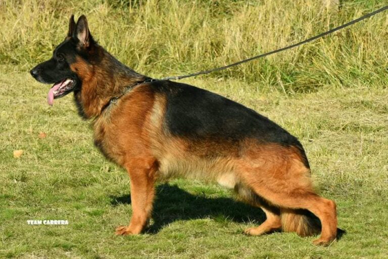 9 Best German Shepherd Breeders in NC (2023) - The Good German Shepherd