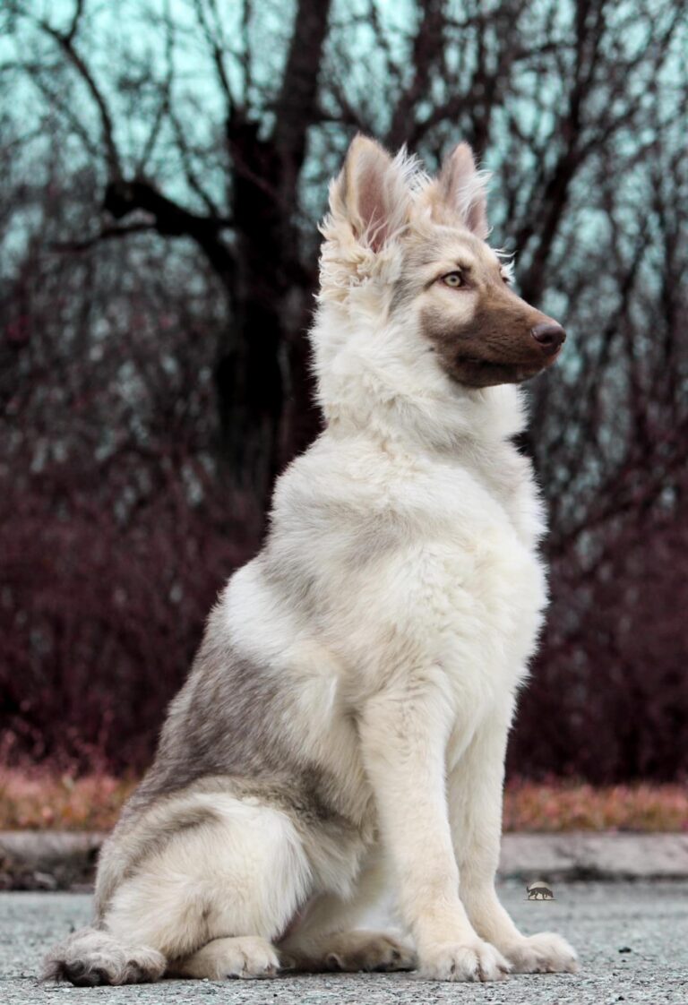 Rare German Shepherd Colors & Markings: The Comprehensive List - The ...