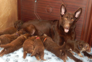 Rare German Shepherd Colors & Markings: The Comprehensive List - The ...