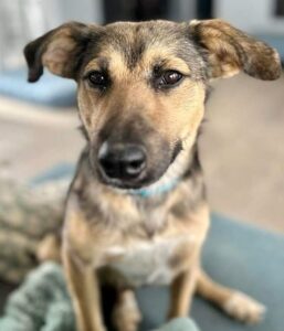 7 Best German Shepherd Rescues in Colorado (2023) - The Good German ...