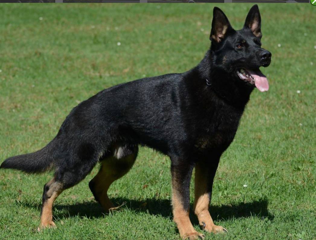 10 Best German Shepherd Breeders in Connecticut (2023) - The Good ...