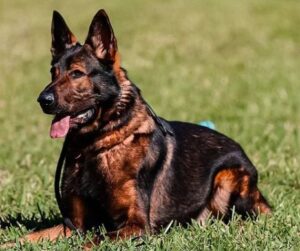 Rare German Shepherd Colors & Markings: The Comprehensive List - The ...