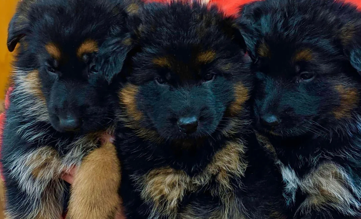 10 Best Long-Haired German Shepherd Breeders - The Good German Shepherd