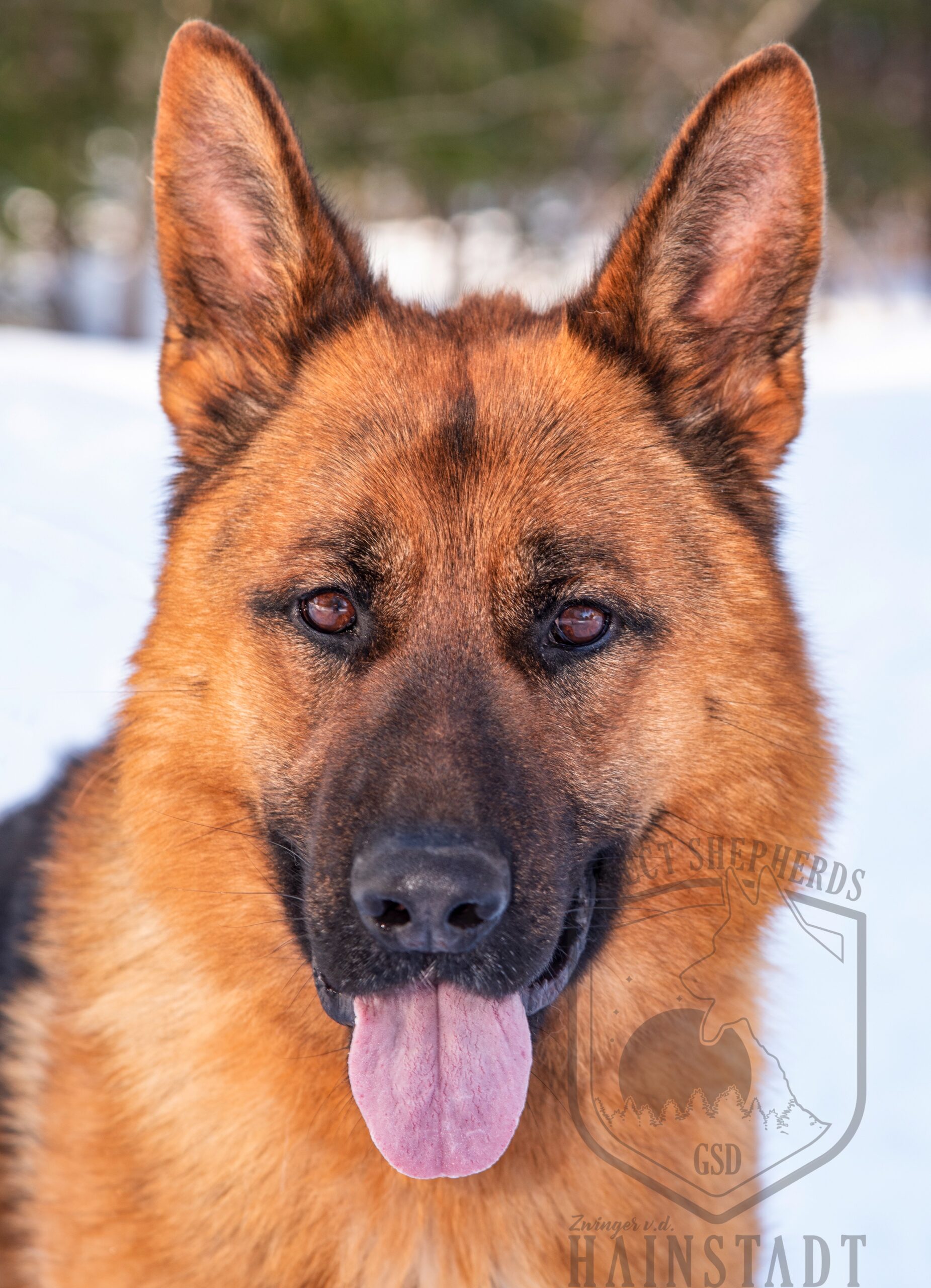 15 Best German Shepherd Breeders in New England - The Good German Shepherd