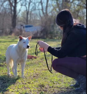 10 Best German Shepherd Rescues in Virginia! (2023) - The Good German ...