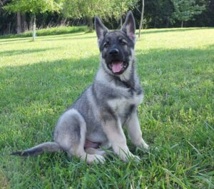Rare German Shepherd Colors & Markings: The Comprehensive List - The ...