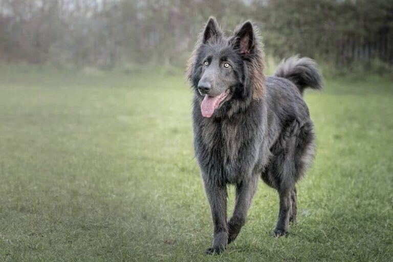 Rare German Shepherd Colors & Markings: The Comprehensive List - The ...