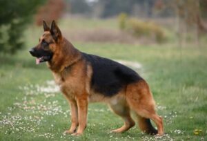 10 Best German Shepherd Breeders in Oregon - The Good German Shepherd