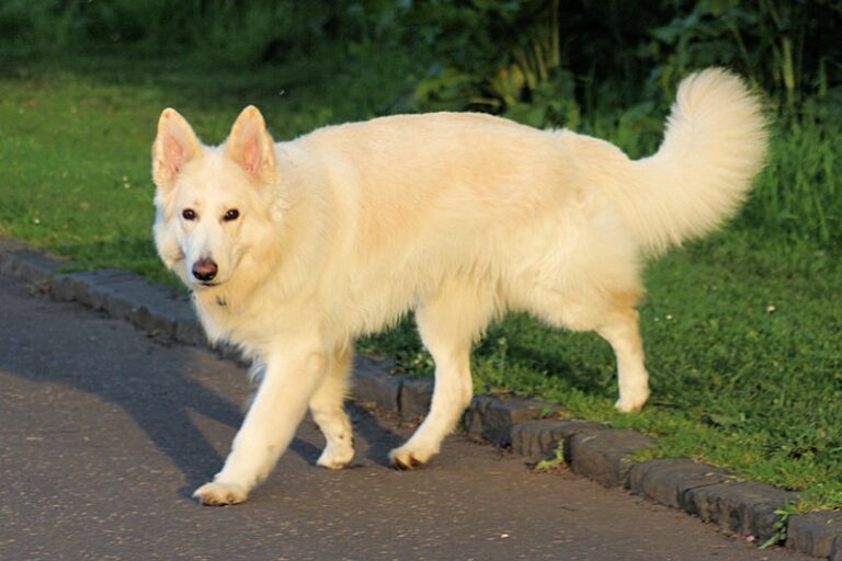 Rare German Shepherd Colors & Markings: The Comprehensive List - The ...